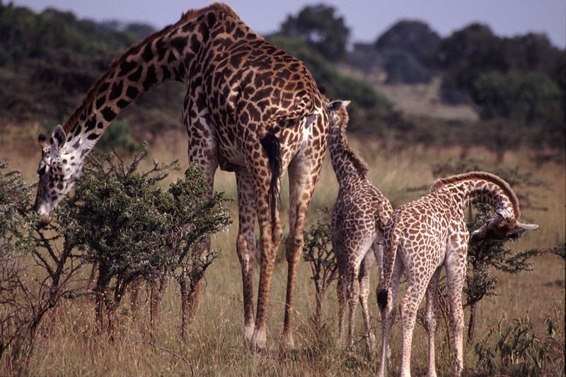 How Long do Giraffes Live? Average Lifespan of a Giraffe
